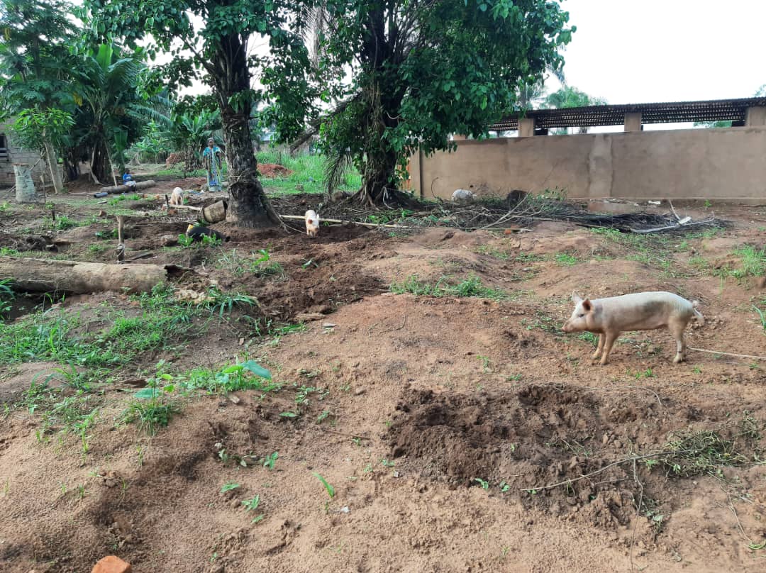 Iniciamos nuevo proyecto en Mikalayi - bulanda.org